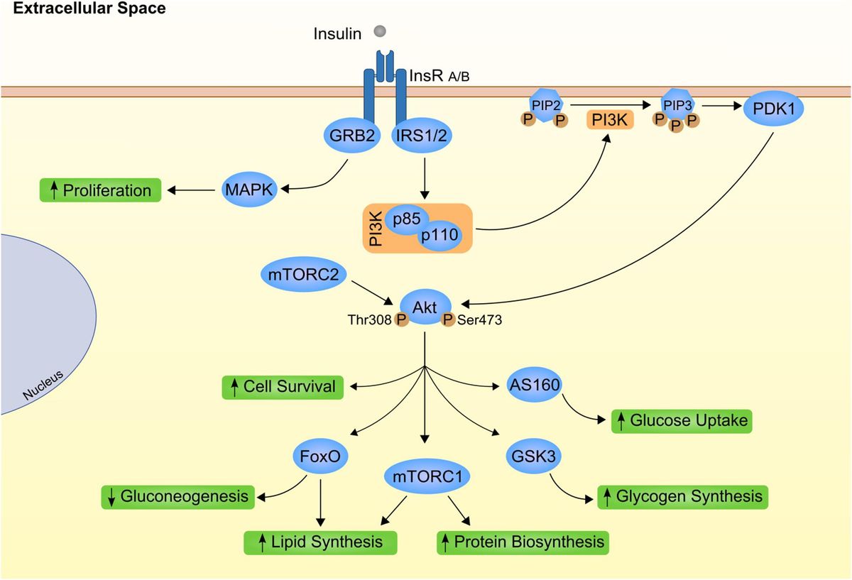 insulin decrease glycogen synthesis