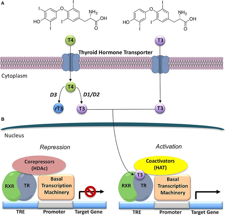 thyroid hormone receptor beta structure