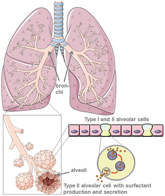 surface tension alveoli surfactant