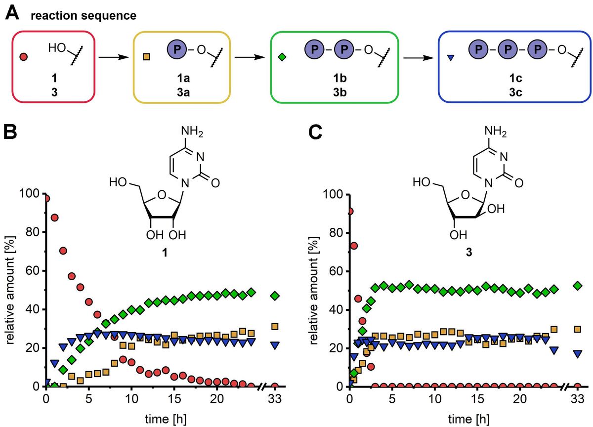 thymidine triphosphate function