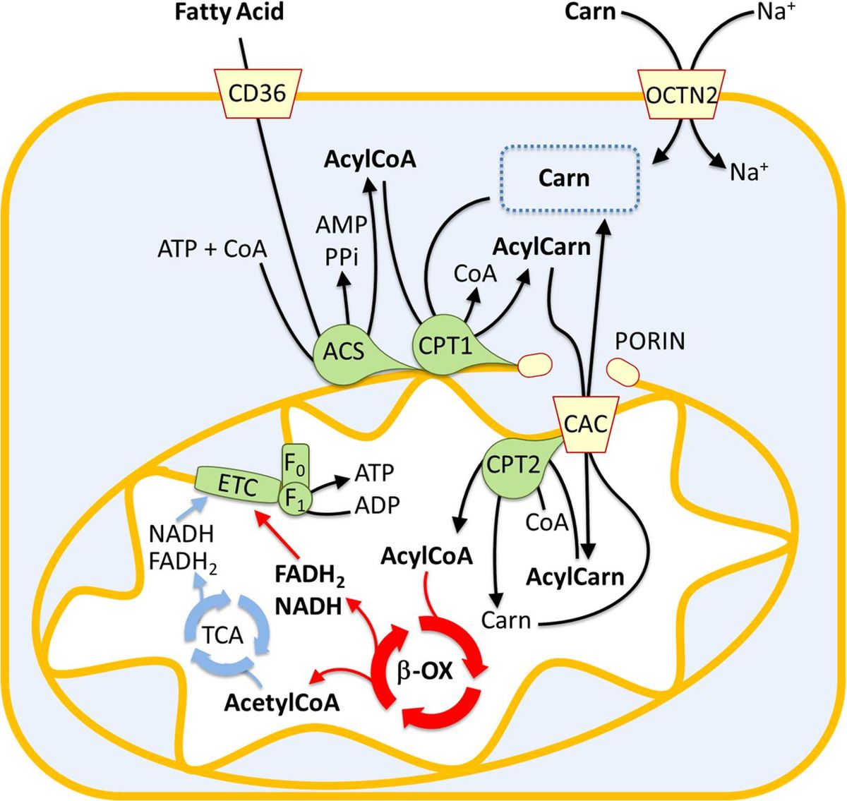 beta oxidation atp produced