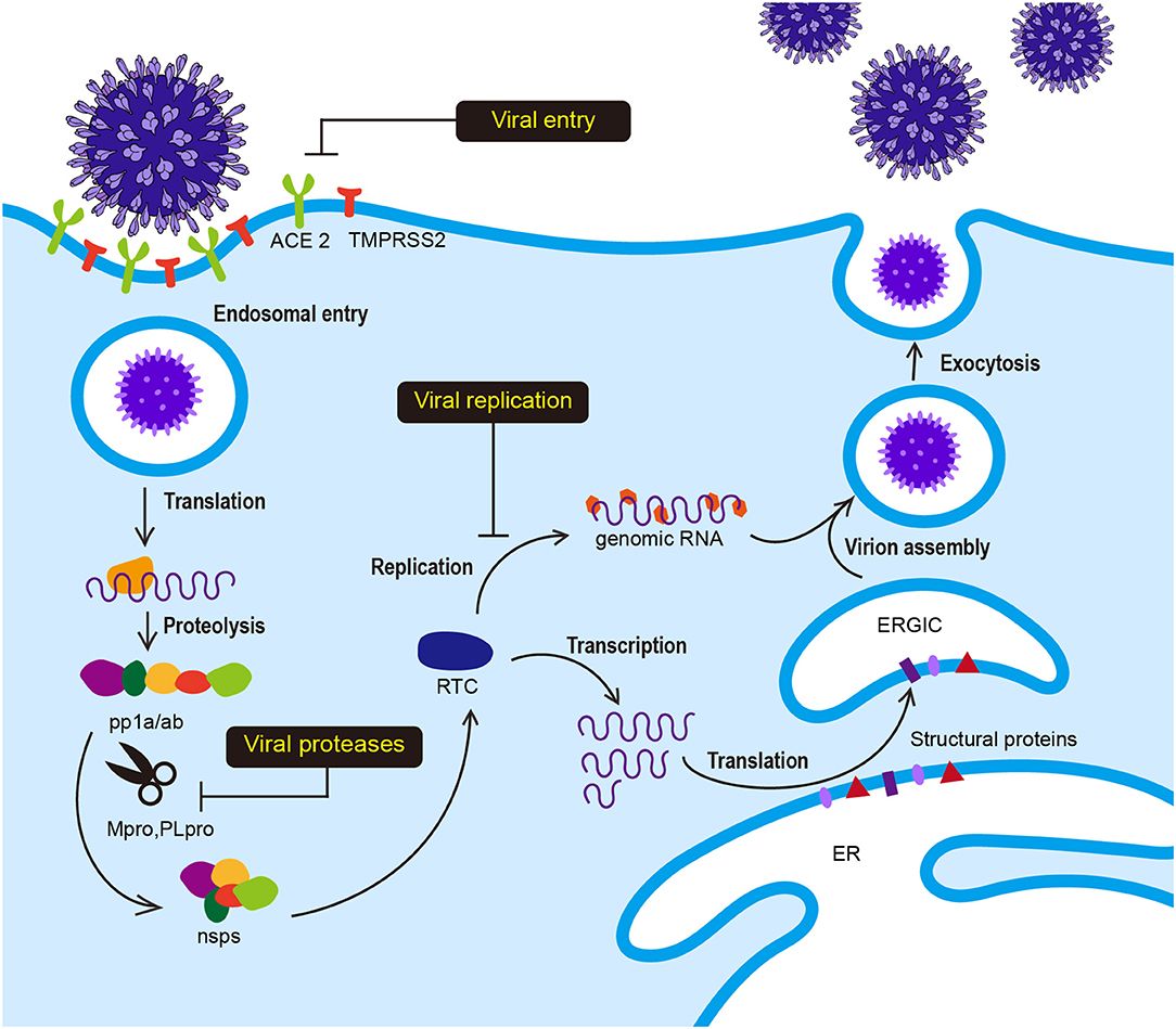 coronavirus replication cycle