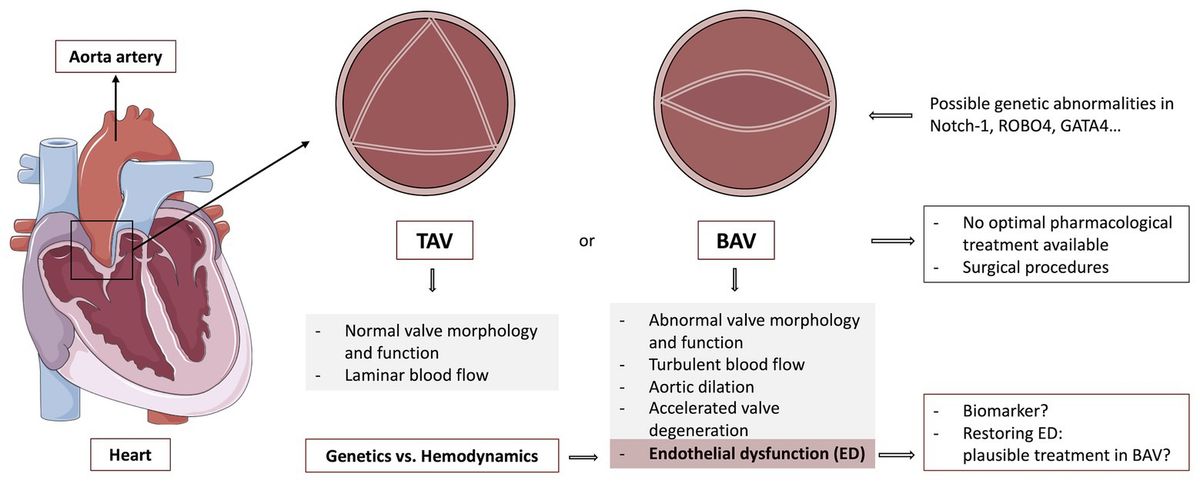 bicuspid valve function
