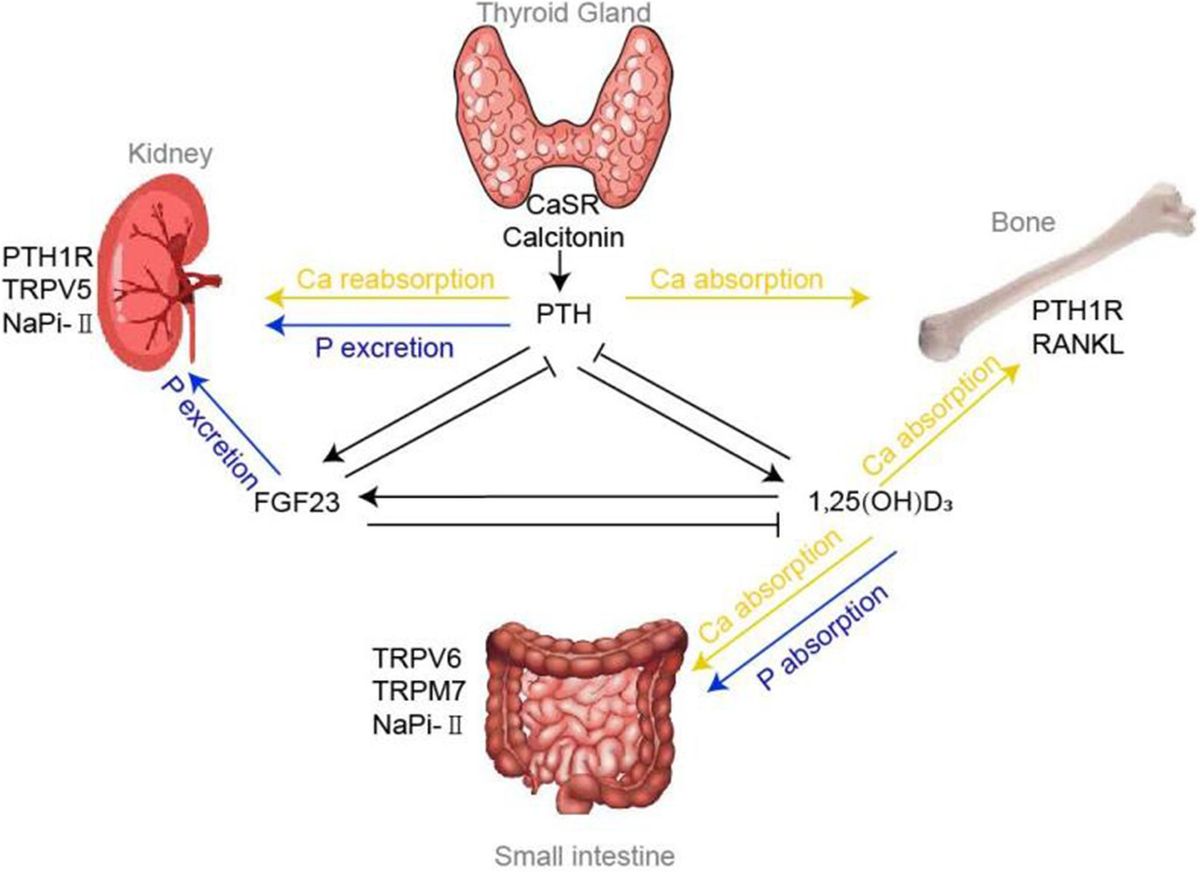 calcium negative feedback loop