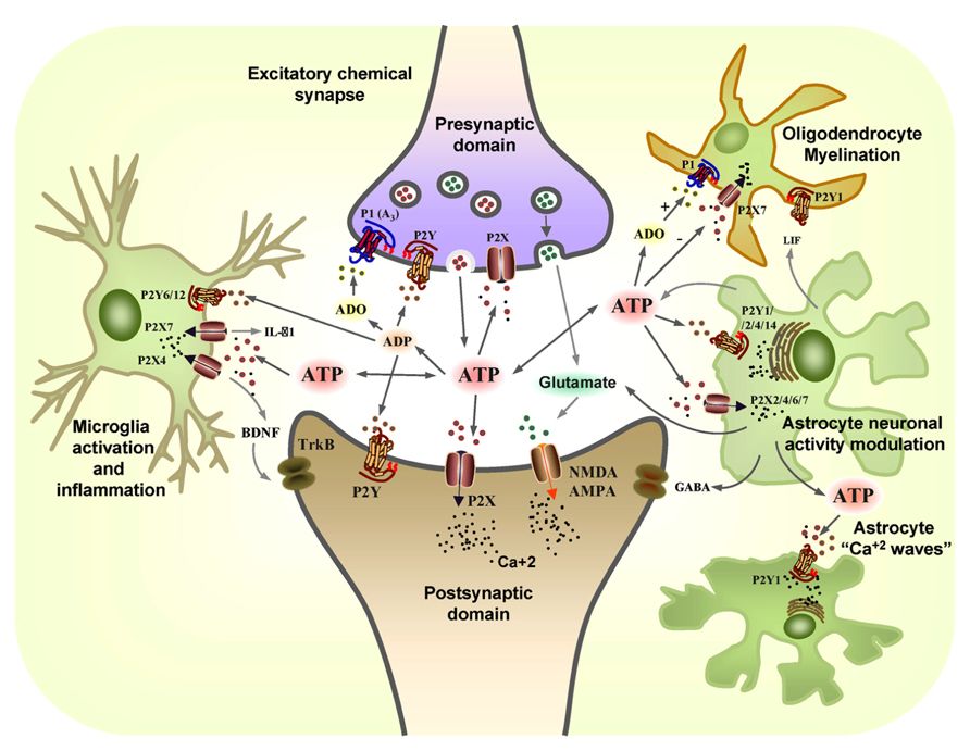 synapse neuron cell