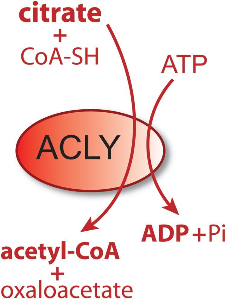 acetyl coa input molecules