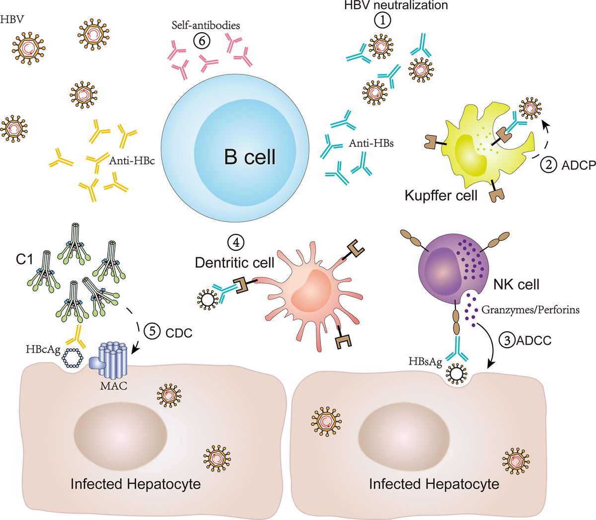 hepatitis b structure and function