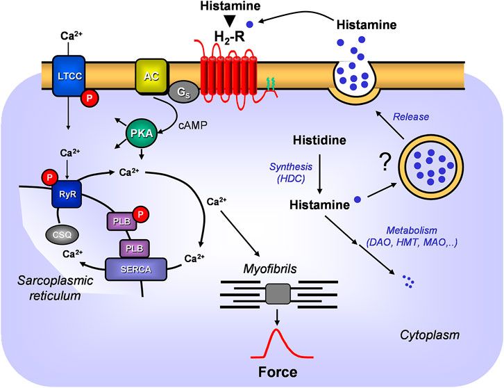histamine synthesis