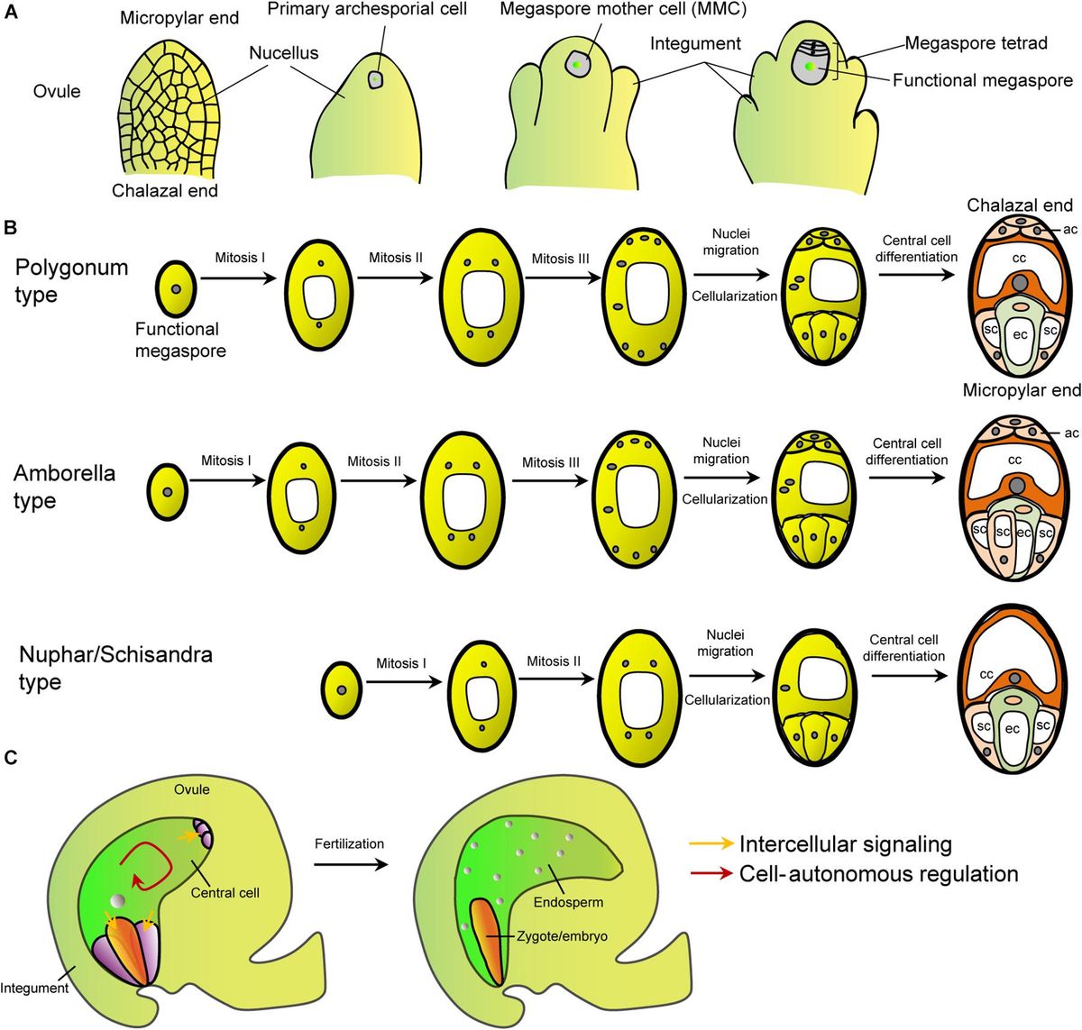 polar nuclei function