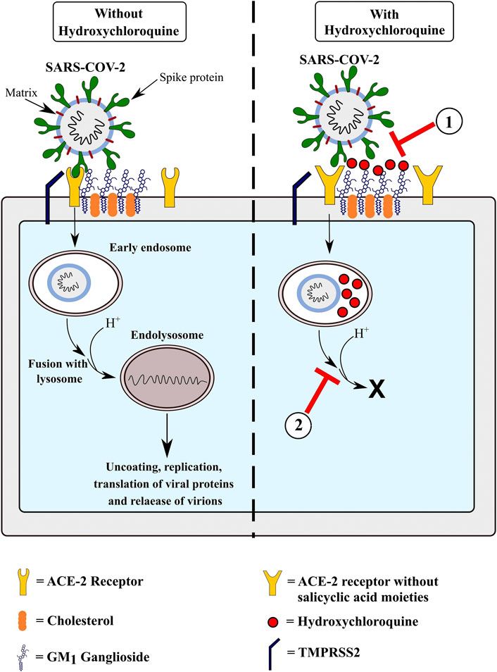 chloroquine mechanism of action in malaria