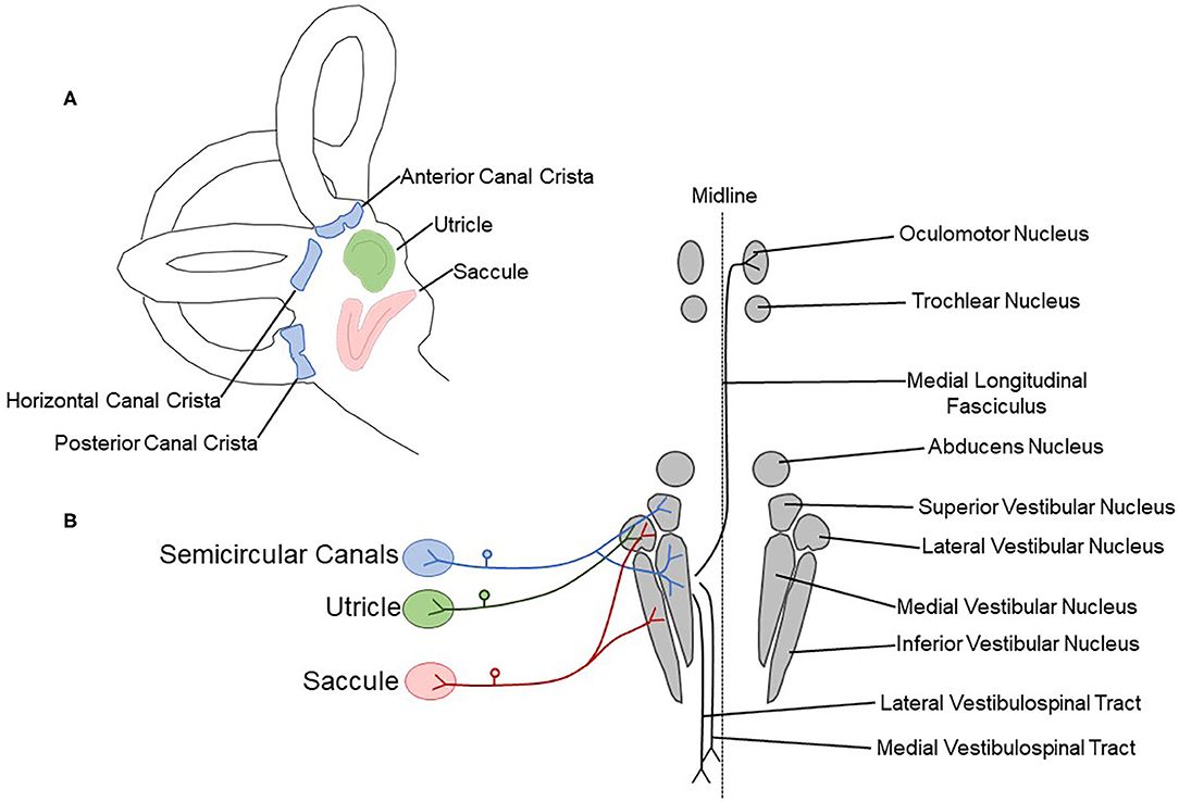 vestibular nucleus complex