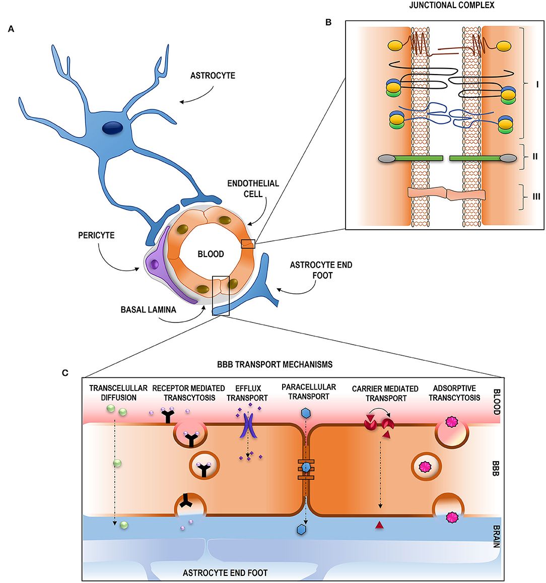 ischemic stroke pathophysiology scribd