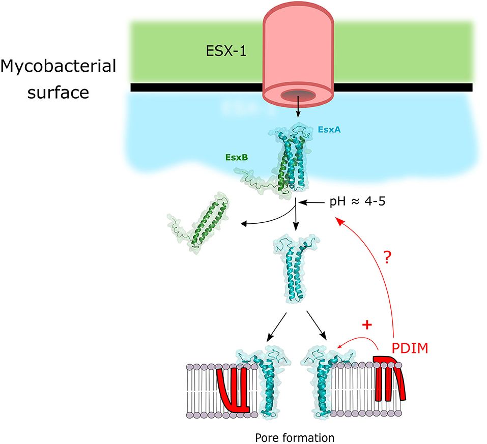 mycobacteria cell structure
