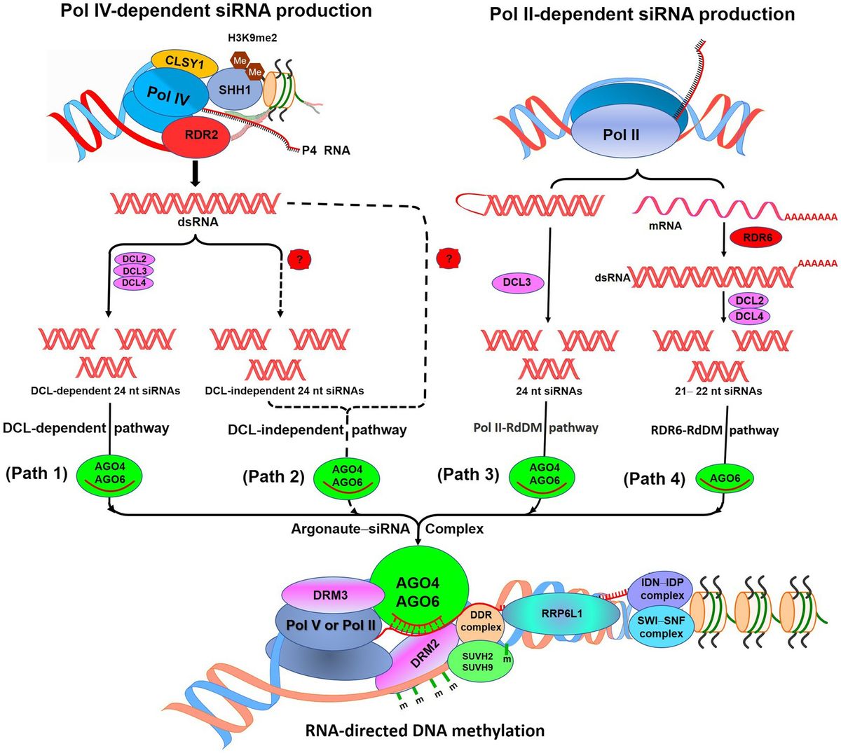 cytosine methylation function