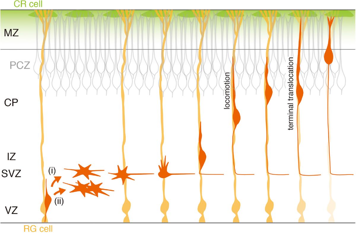 cortical plates