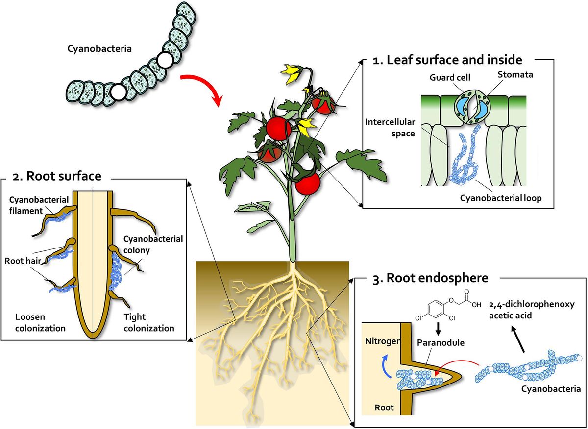 algae microorganisms notes