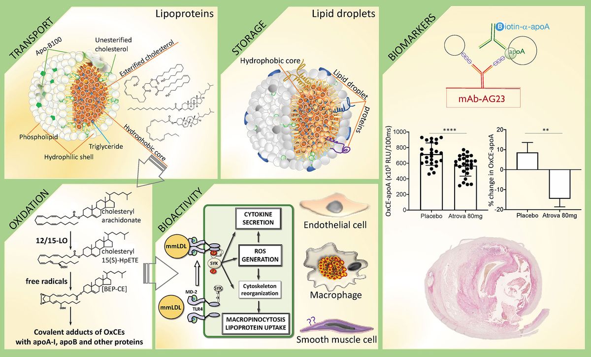 cholesterol ester function