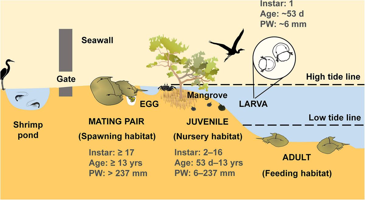 limulus diagram simple