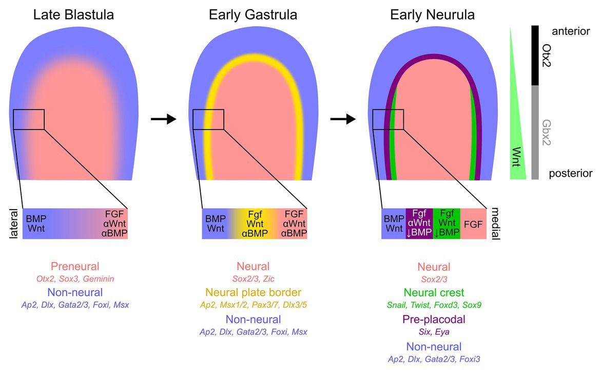 prechordal plate function