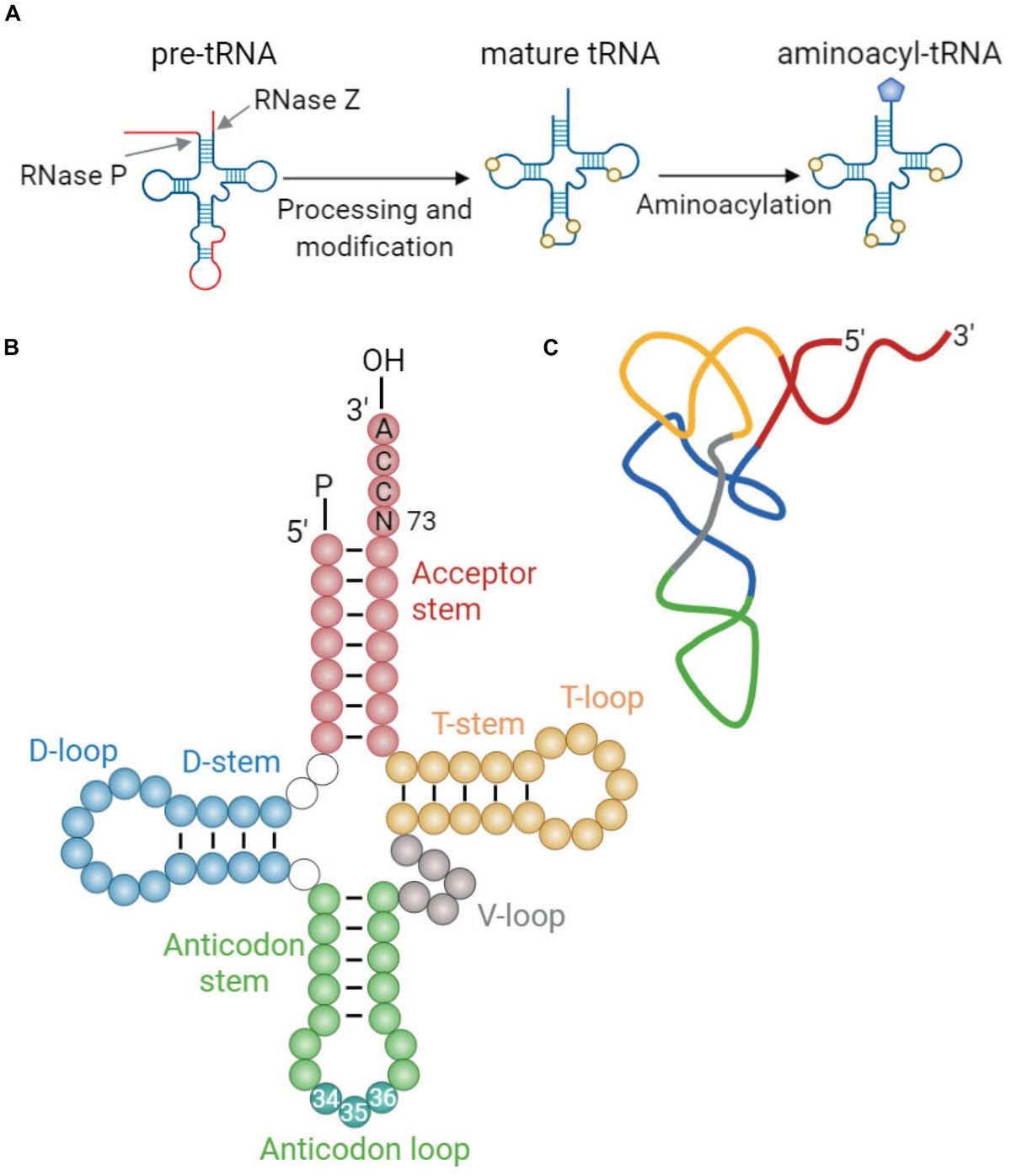 trna anticodon mrna codon