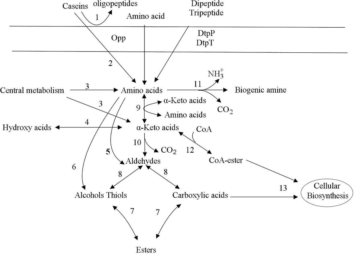 lactic acid fermentation