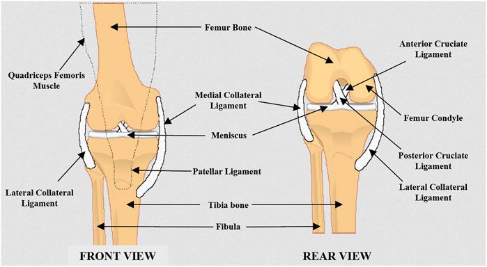 knee joint project