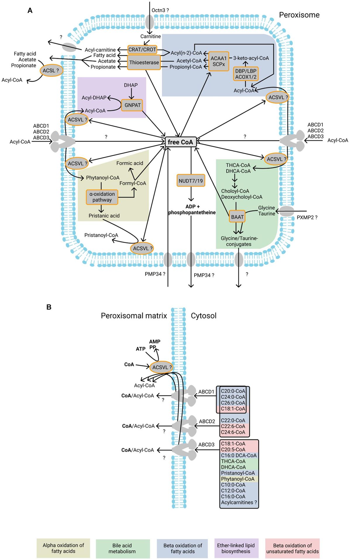 peroxisomes function in humans