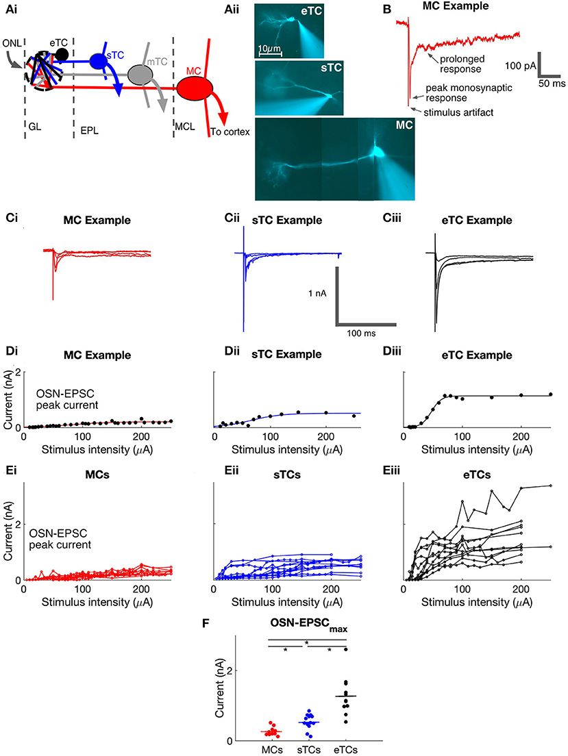mitral cells synapse with