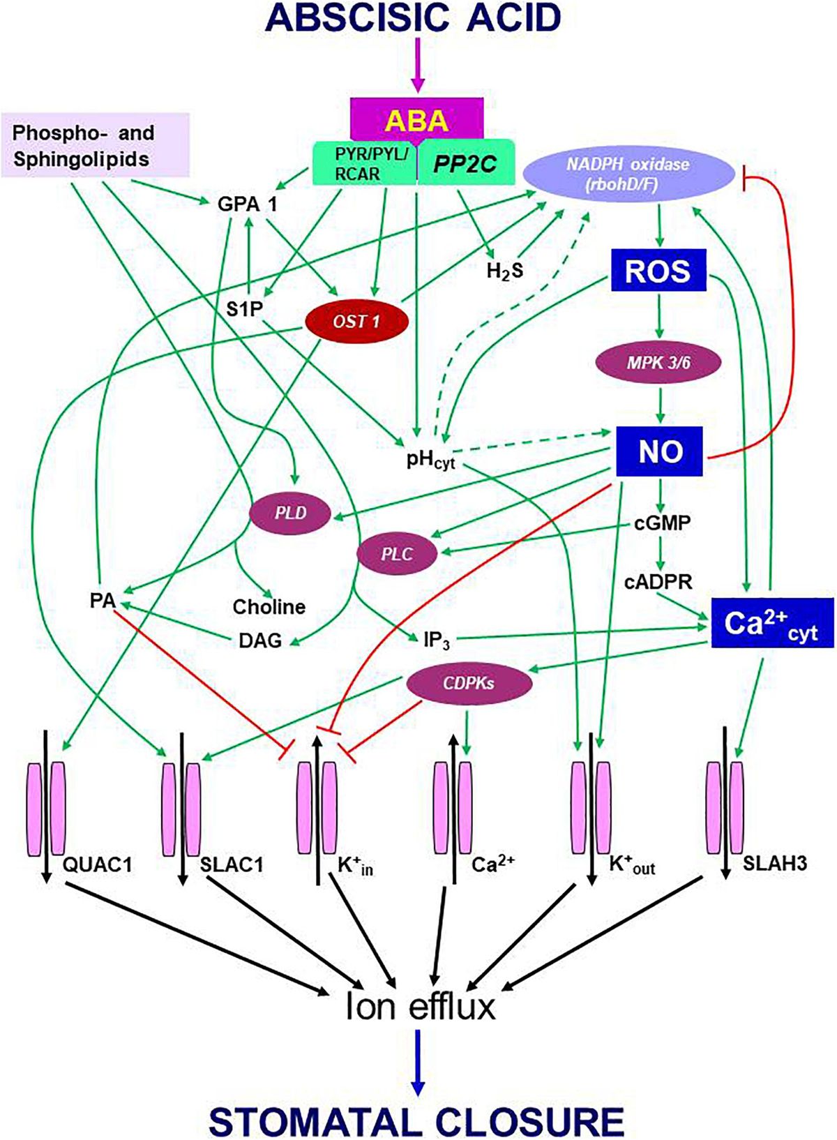 abscisic acid function stomata