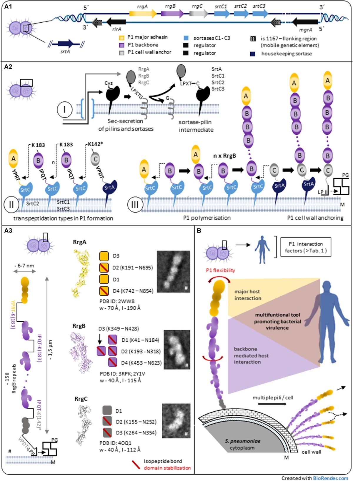 streptococcus pneumoniae structure and function