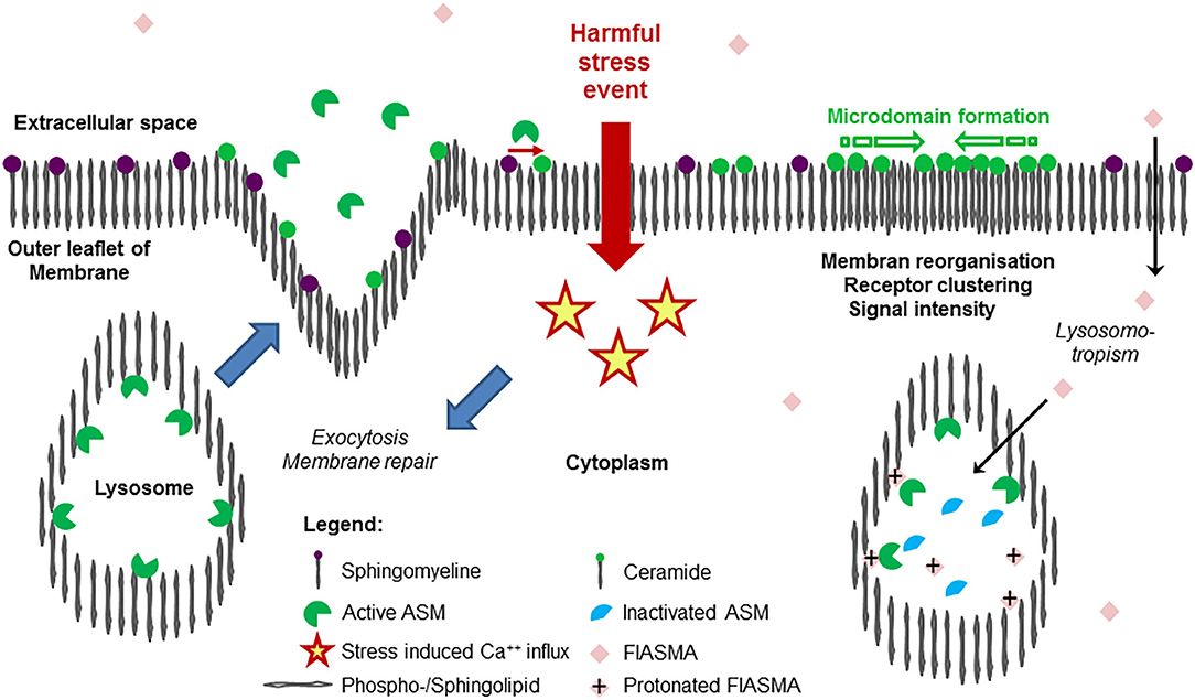 sphingomyelinase activity