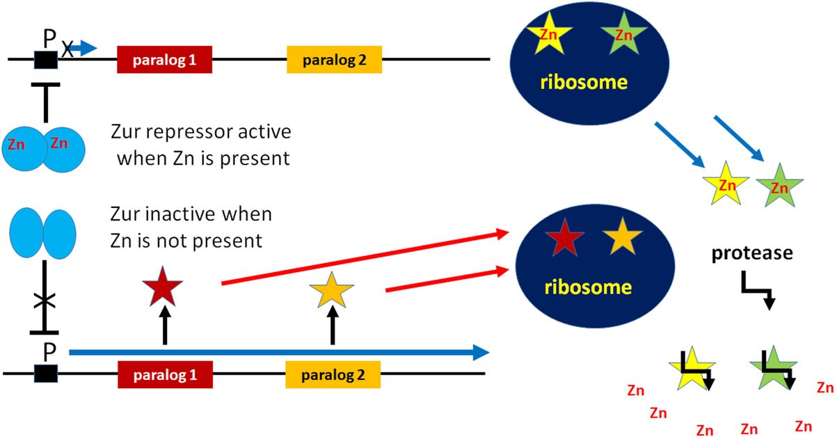 what is polysome what is its function