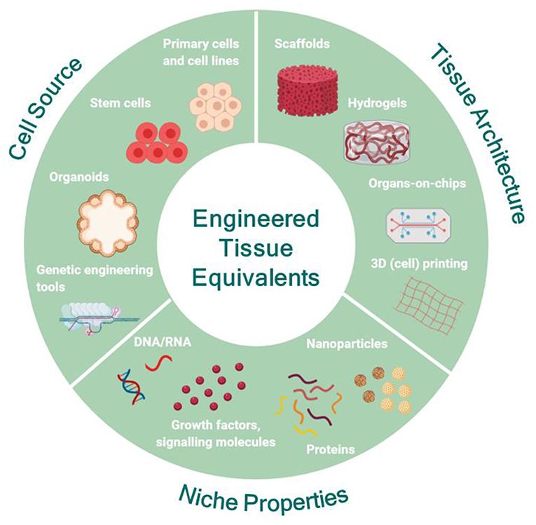 engineered tissue solutions