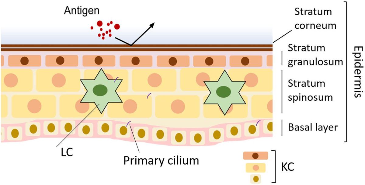 cilia in a cell function