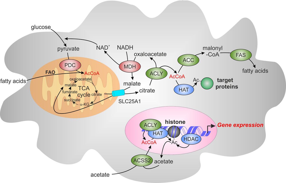 citrate shuttle function