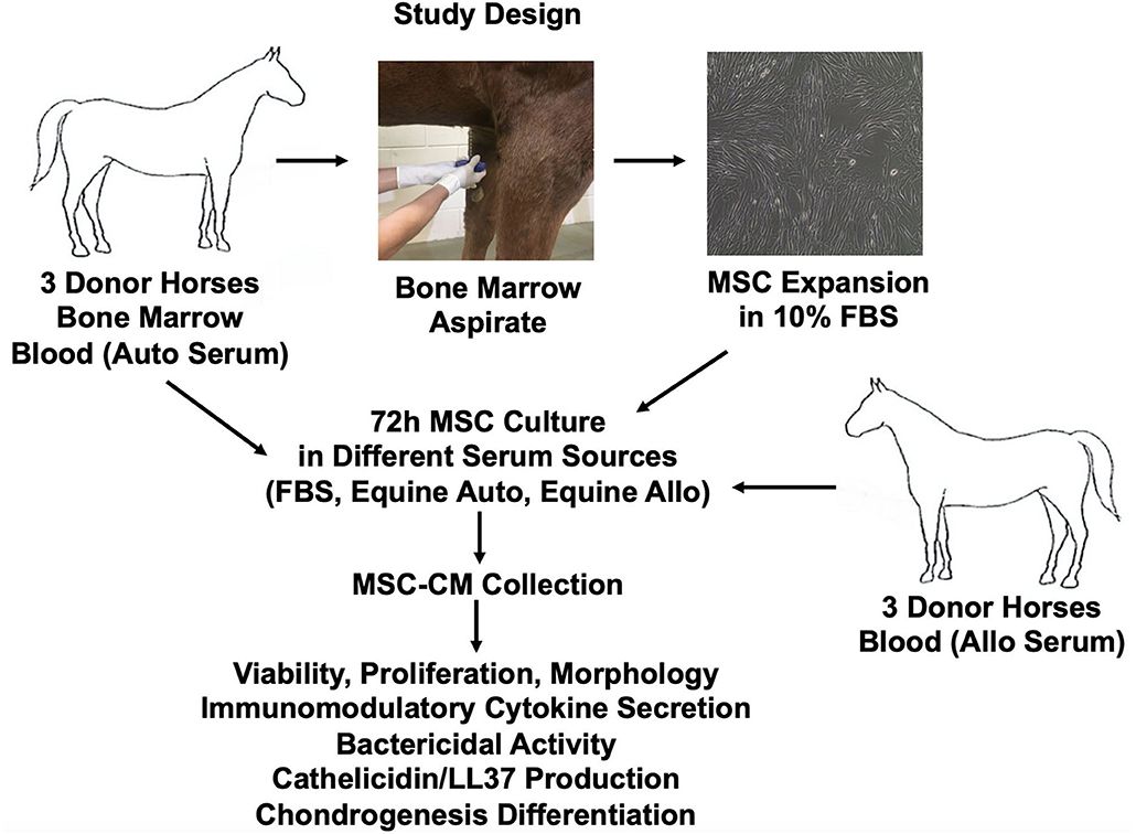 equine monocyte
