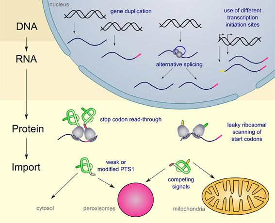 how do peroxisomes work
