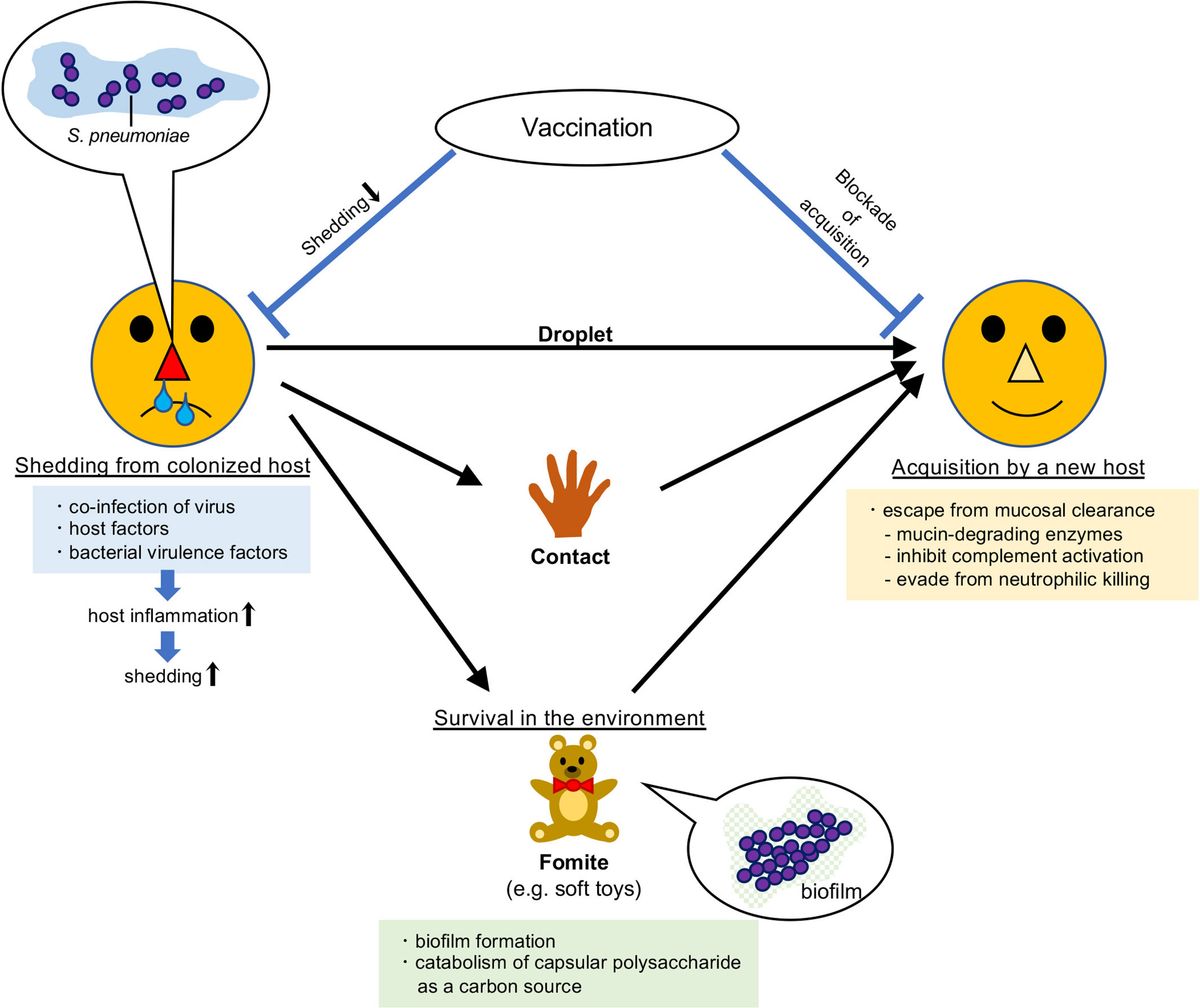 streptococcus pneumoniae causes