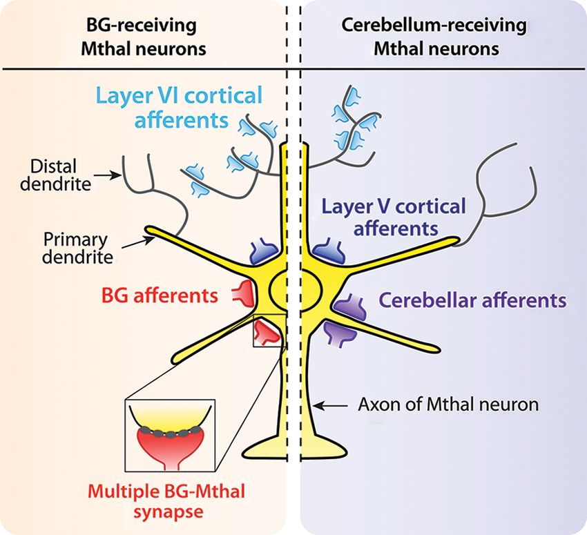 thalamus function while driving