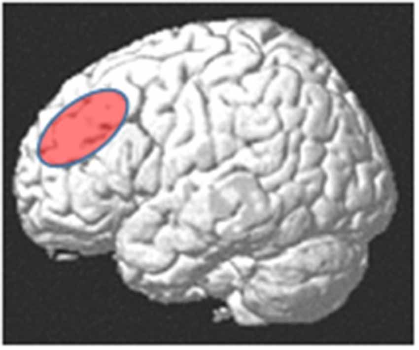 dorsolateral profrontal cortex