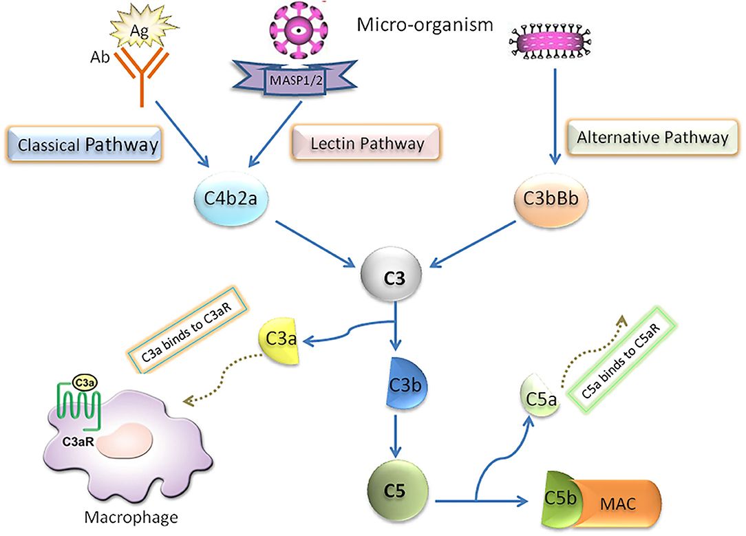 c3 pathway notes