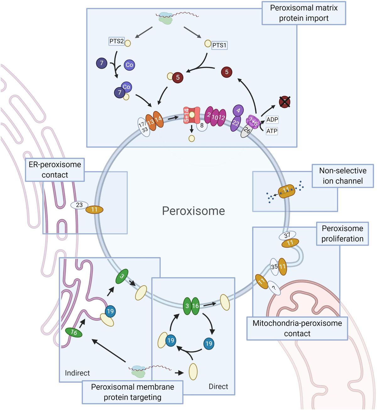 peroxisome function simple