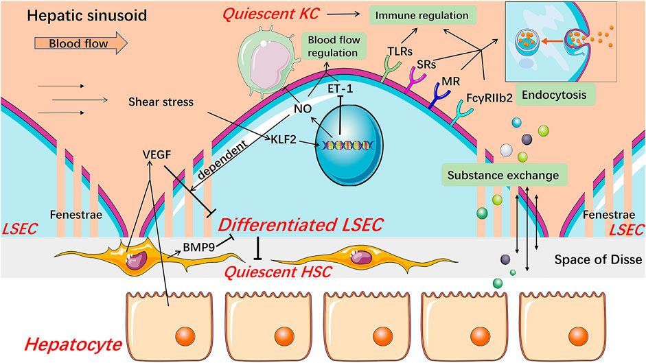 hepatic sinusoids function