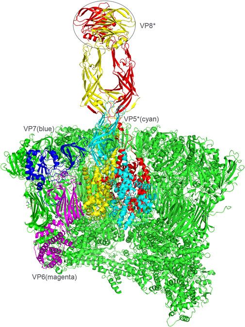 rotavirus structure and function