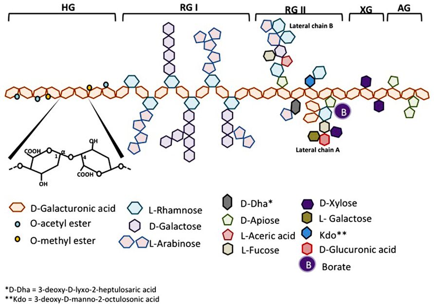 pectin structure simple