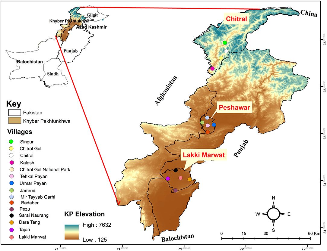 argas persicus drawing