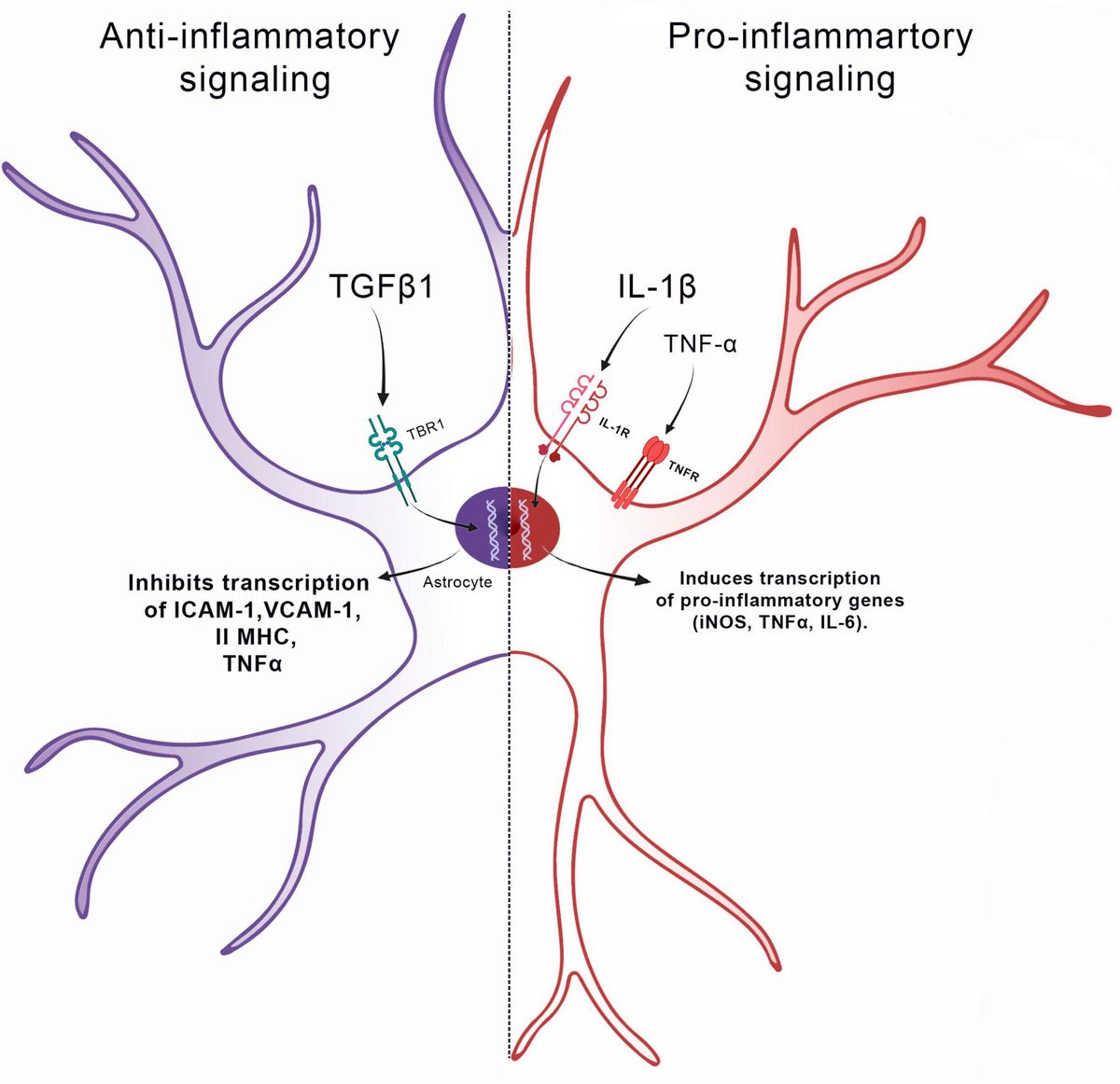 astrocytes structure and function