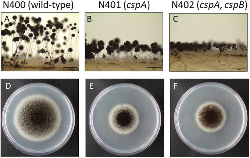 aspergillus conidia size