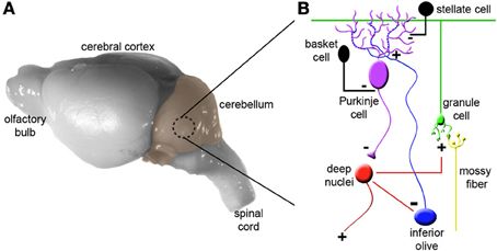 what function does cerebellum have