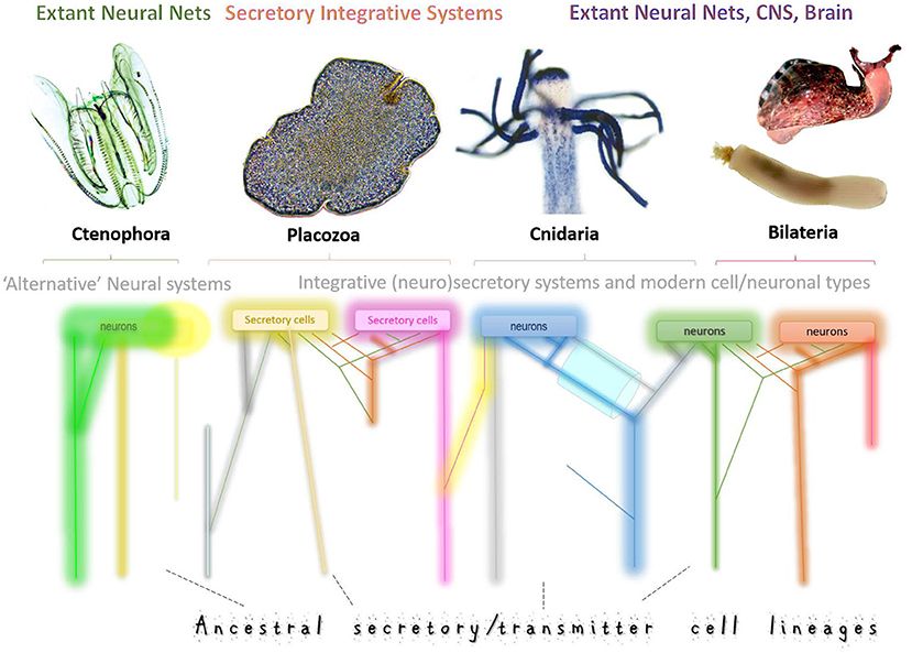 neuron types based on origin